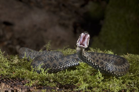 Adder Mid Strike Mode Taken Using Editorial Stock Photo - Stock Image ...