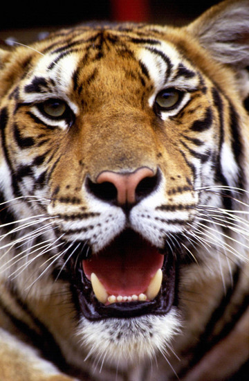 Bombay Tiger Editorial Stock Photo - Stock Image | Shutterstock