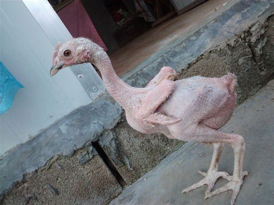 Fivemonthold Featherless Chicken Editorial Stock Photo - Stock Image ...