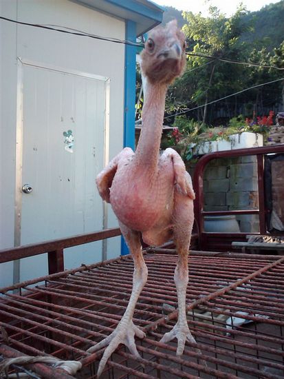 Fivemonthold Featherless Chicken Editorial Stock Photo - Stock Image ...
