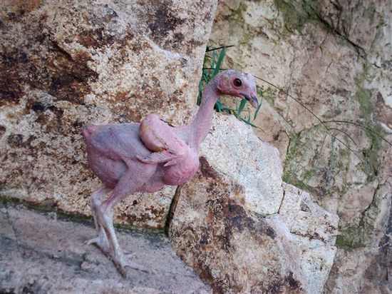 Fivemonthold Featherless Chicken Editorial Stock Photo - Stock Image ...