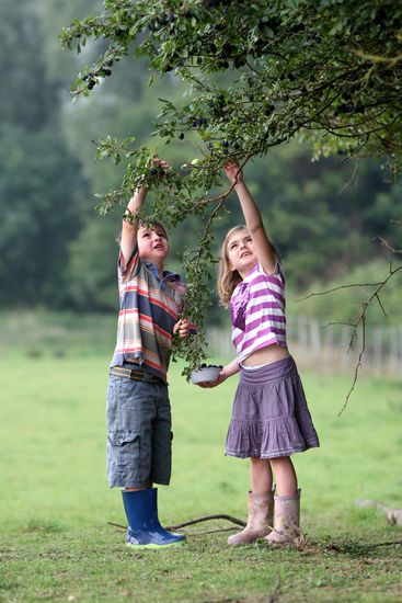 Max Ramsden 7 Mia Bavington 7 Editorial Stock Photo - Stock Image ...