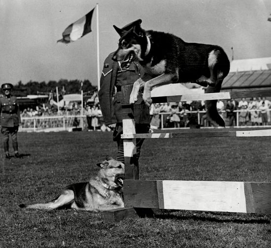 Army Regiments Ravc Display War Dogs Editorial Stock Photo - Stock ...