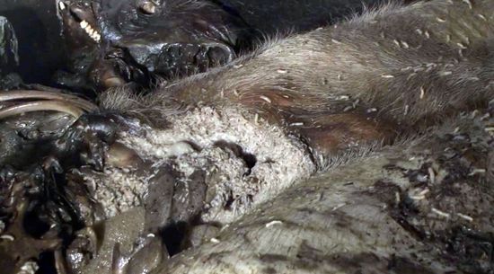 Rotting Maggot Filled Carcass Dead Pig Editorial Stock Photo - Stock ...