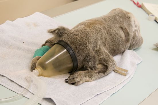 Rescued Wild Koala Blair Prepared Xray Editorial Stock Photo - Stock ...