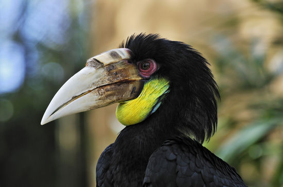 Hornbill Bucerotidae Bird Park Near Ubud Editorial Stock Photo - Stock ...