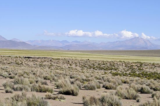 Steppe Grasses Vegetation Open Plain Reserva Editorial Stock Photo ...