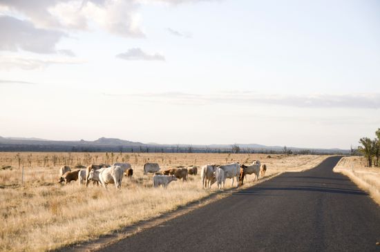 Beef Cattle Outback On Tropic Capricorn Editorial Stock Photo - Stock ...