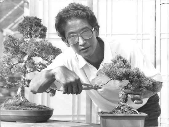 Peter Chan His Bonsai Trees Editorial Stock Photo - Stock Image ...