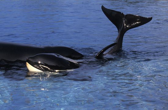 Killer Whale Orcinus Orca Head Tail Editorial Stock Photo - Stock Image ...