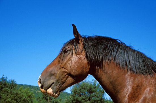 Cob Normand Horse Portrait Editorial Stock Photo - Stock Image ...