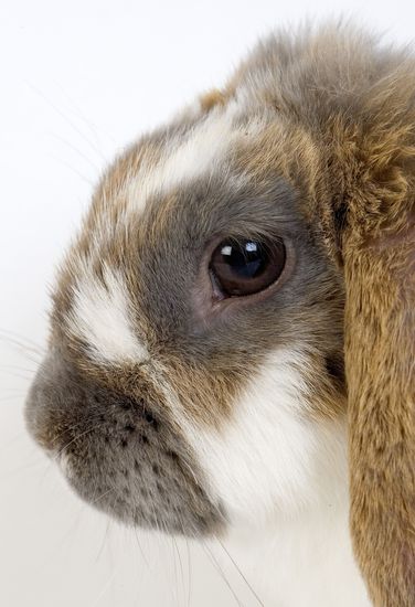 Tricolor Lopeared Rabbit Against White Plain Editorial Stock Photo ...