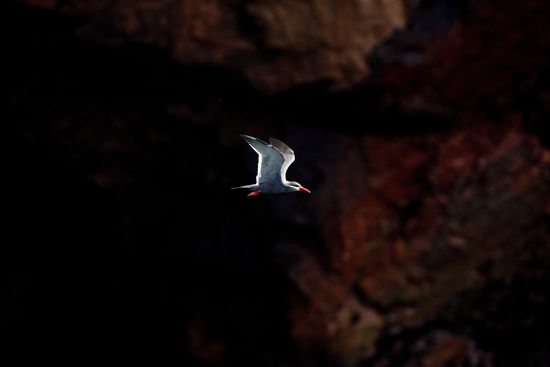 Inca Tern Larosterna Inca Flight Ballestas Editorial Stock Photo ...