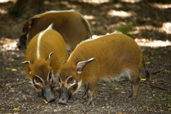 Red River Hog Bush Pig Potamochoerus Editorial Stock Photo - Stock ...
