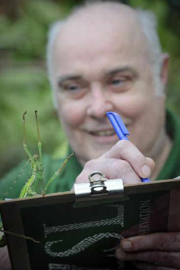 Jungle Nymph Stick Insect Raises Arms Editorial Stock Photo - Stock ...