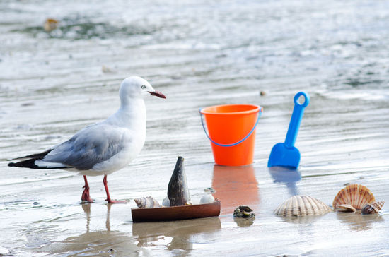 Seagull Seashells Bucket Spade On Beach Editorial Stock Photo - Stock ...