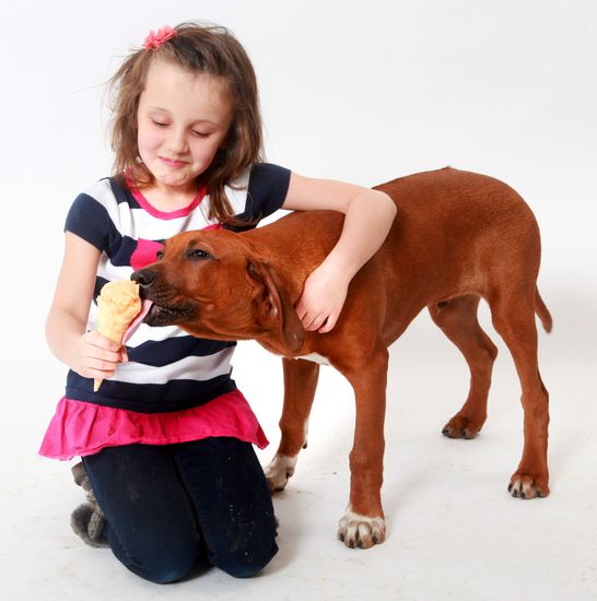 7yearold Emily Jack Treats Flea Rhodesian Editorial Stock Photo - Stock ...