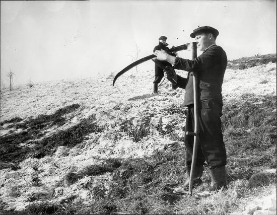 Cutting Grass Long Scythe Kingsway Editorial Stock Photo - Stock Image ...