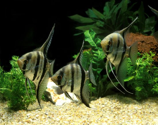 Angelfish Pterophyllum Scalare Adults Aquarium Fishes Editorial Stock ...