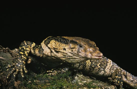 Dumerils Monitor Varanus Dumerilii Adult Against Editorial Stock Photo ...