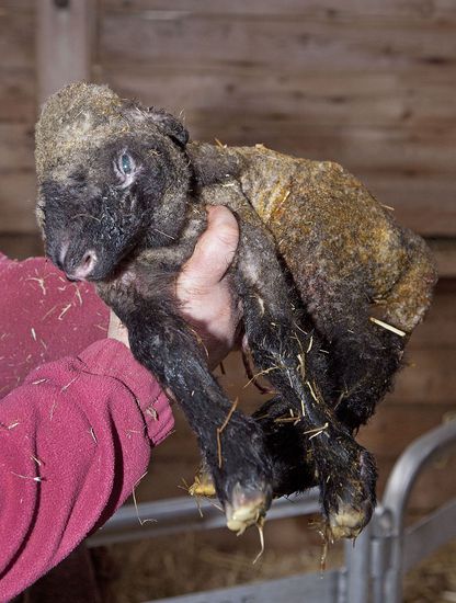 Dead Lamb Suffering Effects Schmallenberg Virus Editorial Stock Photo ...
