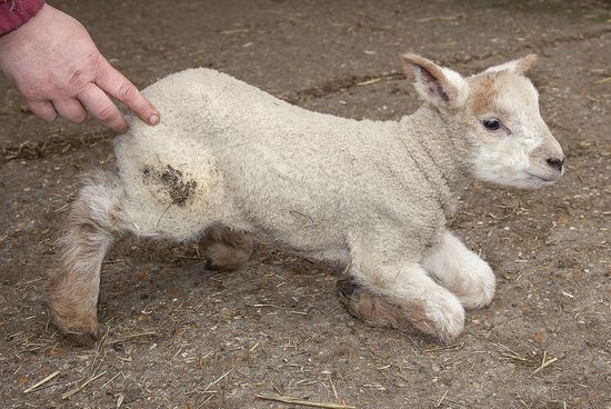 Lamb Suffering Effects Schmallenberg Virus Exposure Editorial Stock ...