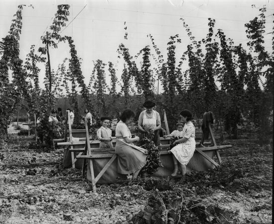 Hop Picking Season Starts Hop Pickers Editorial Stock Photo - Stock ...