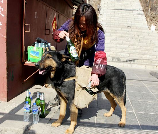 Fan Haiyan Loads German Shepherd Potters Editorial Stock Photo - Stock ...