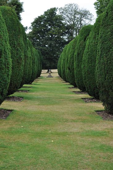 Row Tall Yew Trees Hinton Ampner Editorial Stock Photo - Stock Image ...