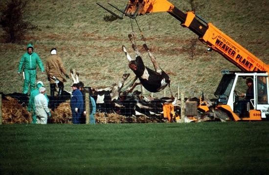 Cow Cremation Editorial Stock Photo - Stock Image | Shutterstock