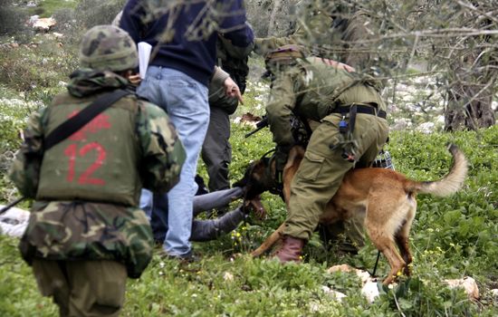 Israeli Army Dog Attacks Palestinian Protester Editorial Stock Photo ...