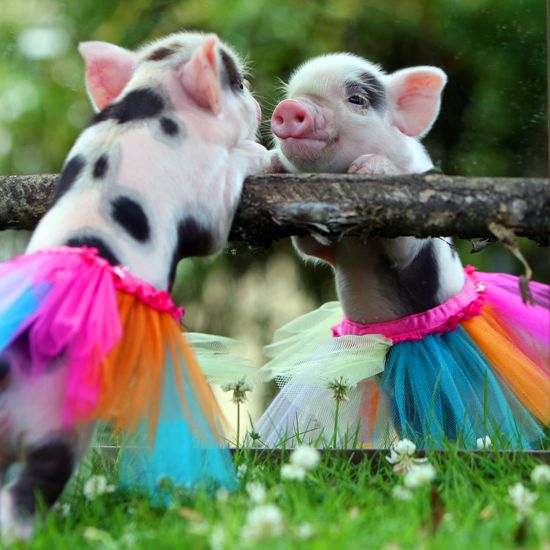 Pennywell Farm Miniature Pig Ballerina Editorial Stock Photo - Stock ...