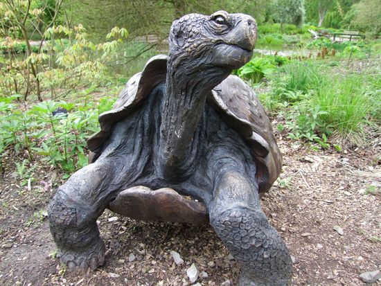 Galapogas Tortoise George By David Cooke Editorial Stock Photo - Stock ...