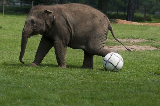 Donna 3yearold Asian Elephant Kicks Ball Editorial Stock Photo - Stock ...