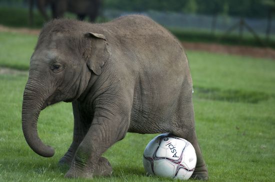 Donna 3yearold Asian Elephant Kicks Ball Editorial Stock Photo - Stock ...