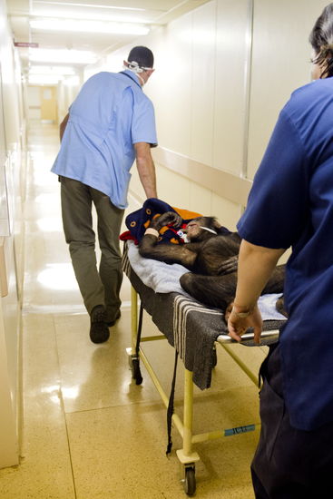 4yearold Chimp Fiona Wheeled Into Surgery Editorial Stock Photo - Stock ...