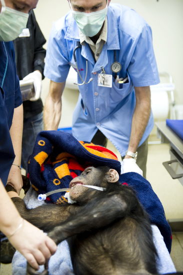 4yearold Chimp Fiona Surgery Editorial Stock Photo - Stock Image ...