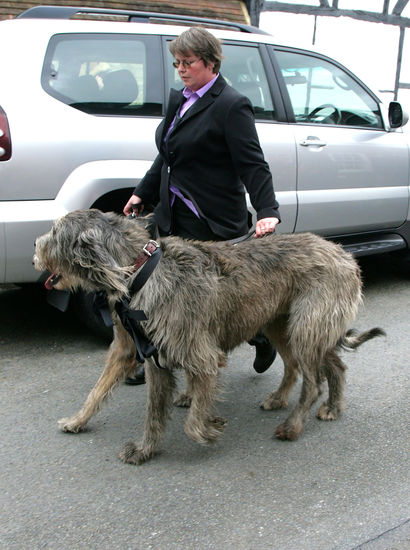 Robin Gibbs Dogs Funeral Procession Editorial Stock Photo - Stock Image ...