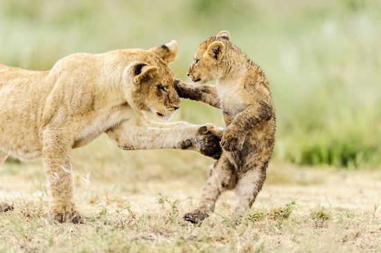 Young Lion Cub Play Fighting Older Editorial Stock Photo - Stock Image ...
