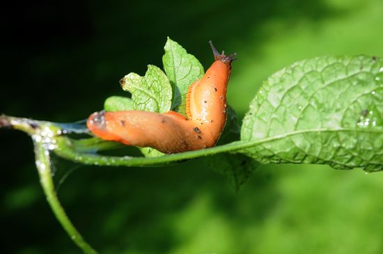 Slug On Leaves Editorial Stock Photo - Stock Image | Shutterstock