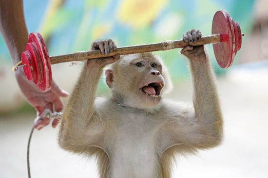 Kwan Monkey Weightlifting Set Barbells Editorial Stock Photo - Stock ...
