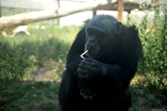 Chimp Smoking Cigarette Editorial Stock Photo - Stock Image | Shutterstock