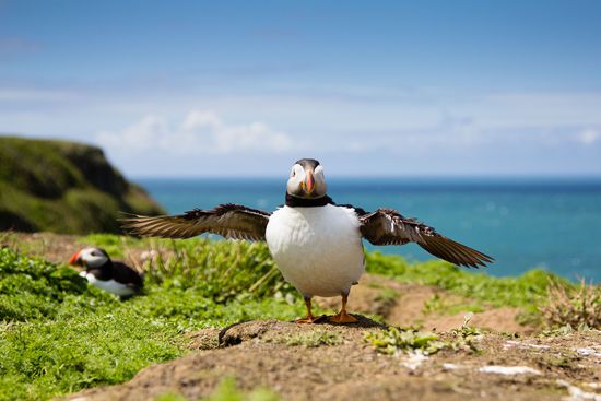 Atlantic Puffin Fratercula Arctica Spreading Wings Editorial Stock ...