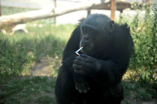 Chimp Smoking Cigarette Editorial Stock Photo - Stock Image | Shutterstock