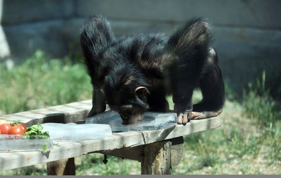 Chimp Licking Ice Block Editorial Stock Photo - Stock Image | Shutterstock