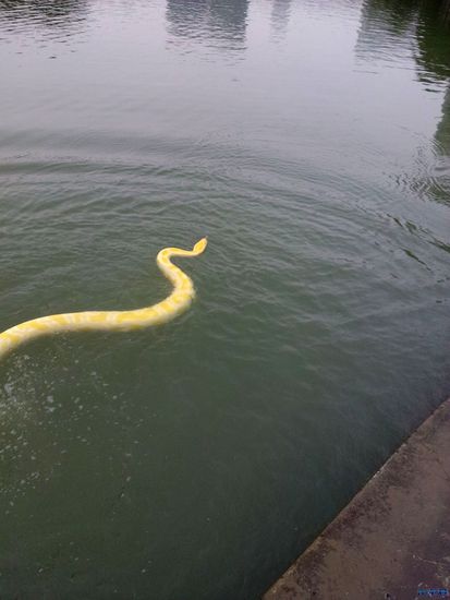 Python Swimming Lake Editorial Stock Photo - Stock Image | Shutterstock