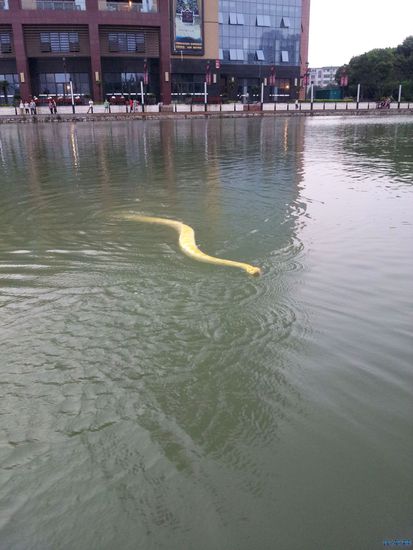 Python Swimming Lake Editorial Stock Photo - Stock Image | Shutterstock