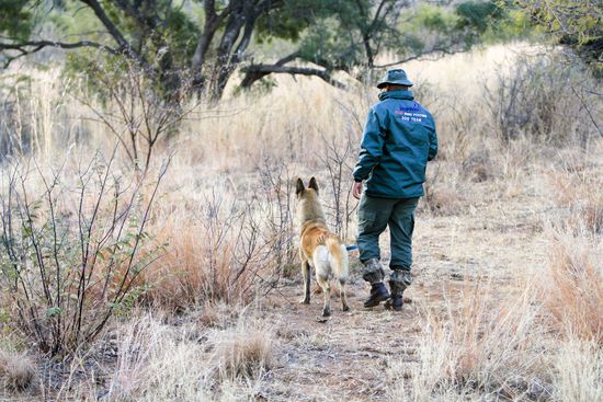 Belgian Malinois Russell On Hunt Poachers Editorial Stock Photo - Stock ...