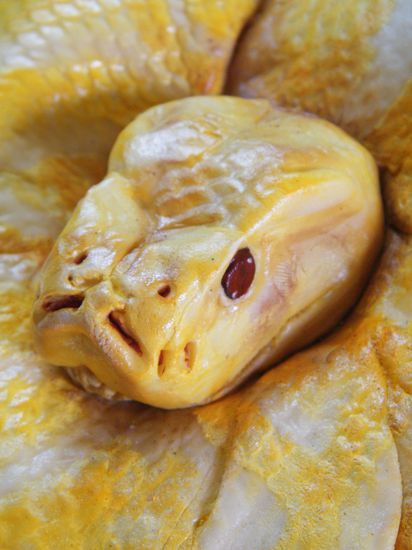 Realistic Albino Burmese Python Cake Created Editorial Stock Photo ...