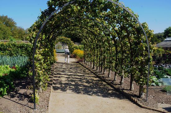 Archway Pear Trees Kitchen Garden Editorial Stock Photo - Stock Image ...